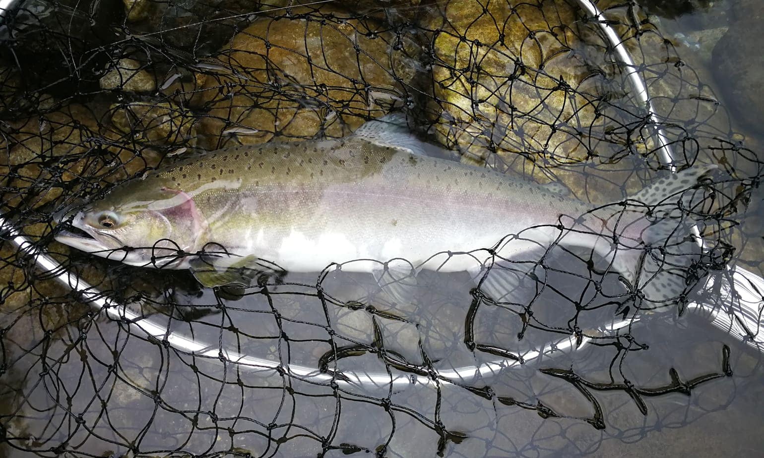 Der Er Fisk Selvom Solen Skinner... | Fiskerejser Med Fiske-eventyr